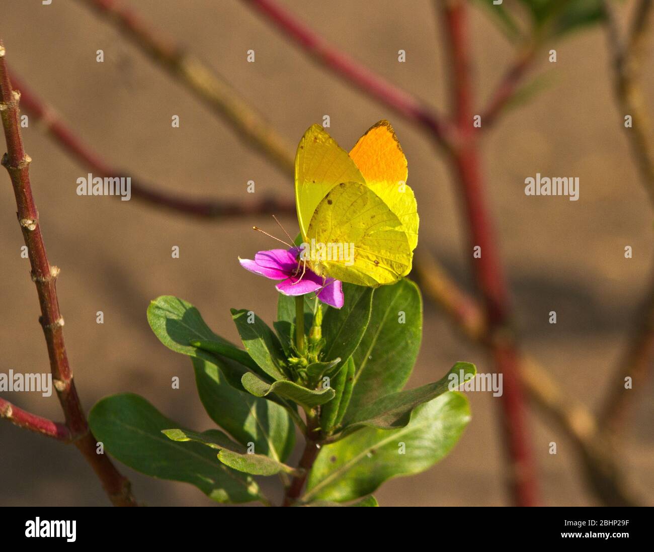 Colotis hi-res stock photography and images - Alamy