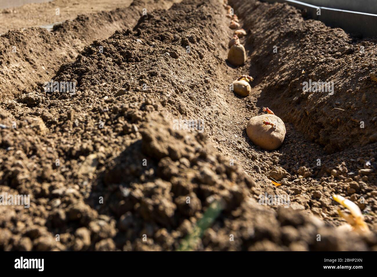 planting, potatoes, vegetables. (CTK Photo/Marketa Hofmanova Stock ...