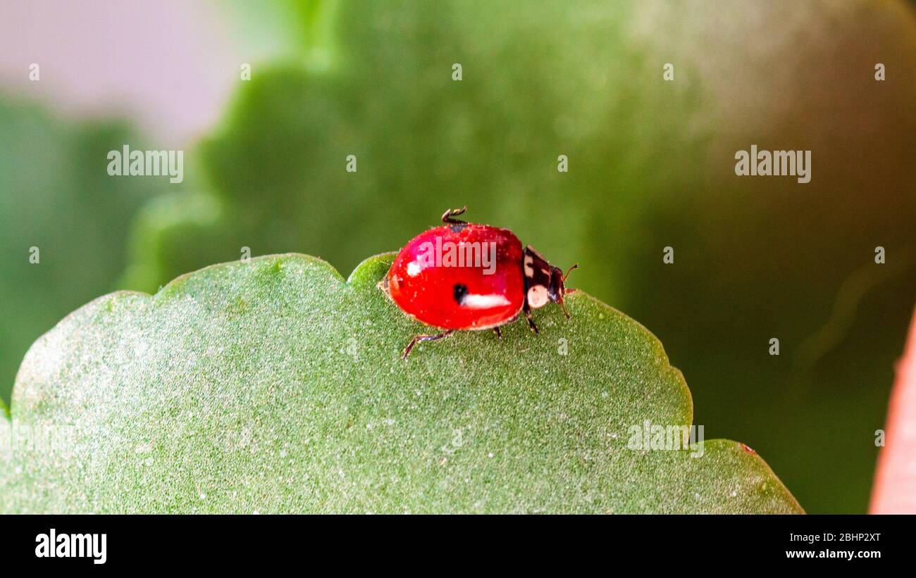 Macro of ladybug on a blade of grass in the morning sun Ladybug - bug ...