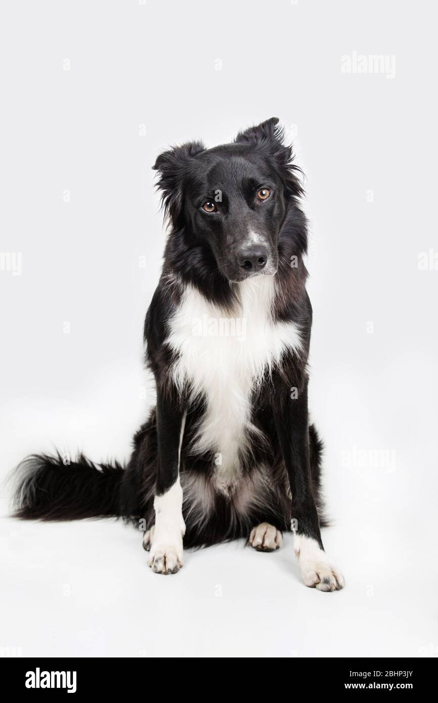 Full length portrait of an adorable purebred Border Collie looking ...