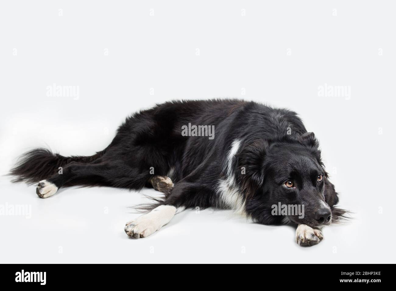 Full length portrait of a sad and thoughtful purebred border collie dog ...
