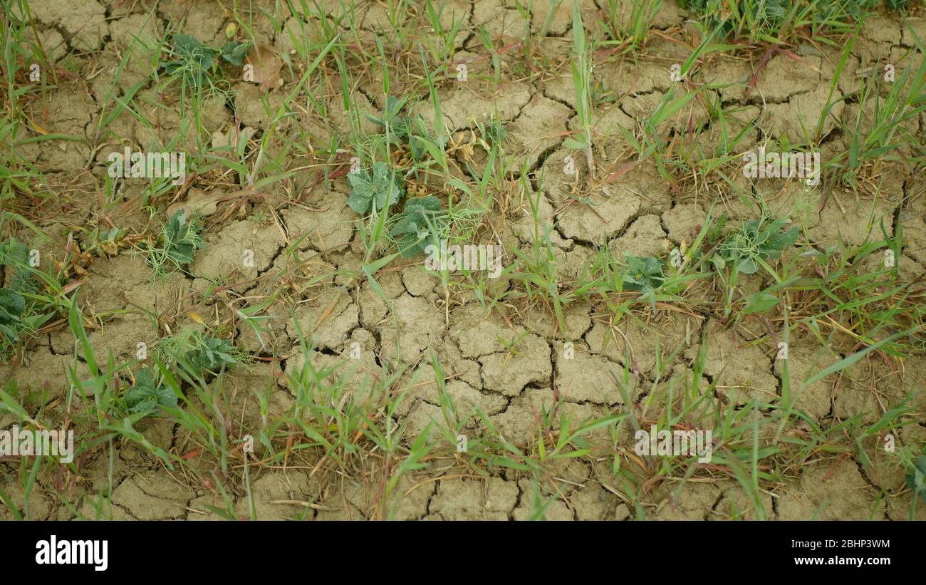 Very drought dry field land with wheat Triticum aestivum, drying up the ...