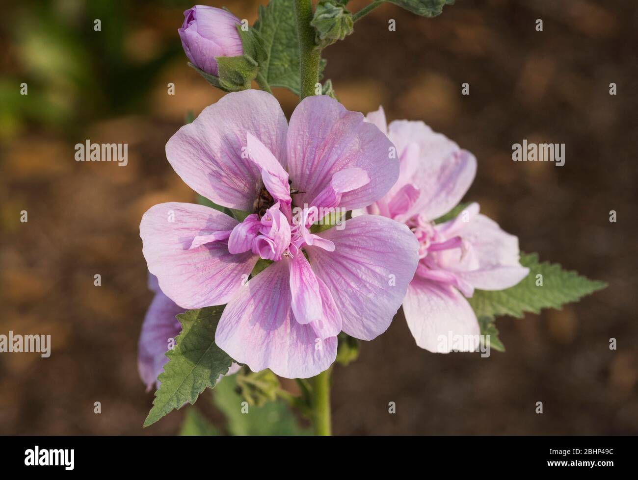 Delicate gardening hi-res stock photography and images - Alamy