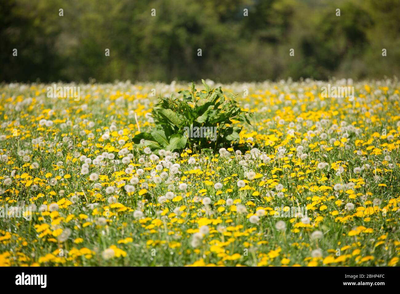 Dock plant hi-res stock photography and images - Alamy