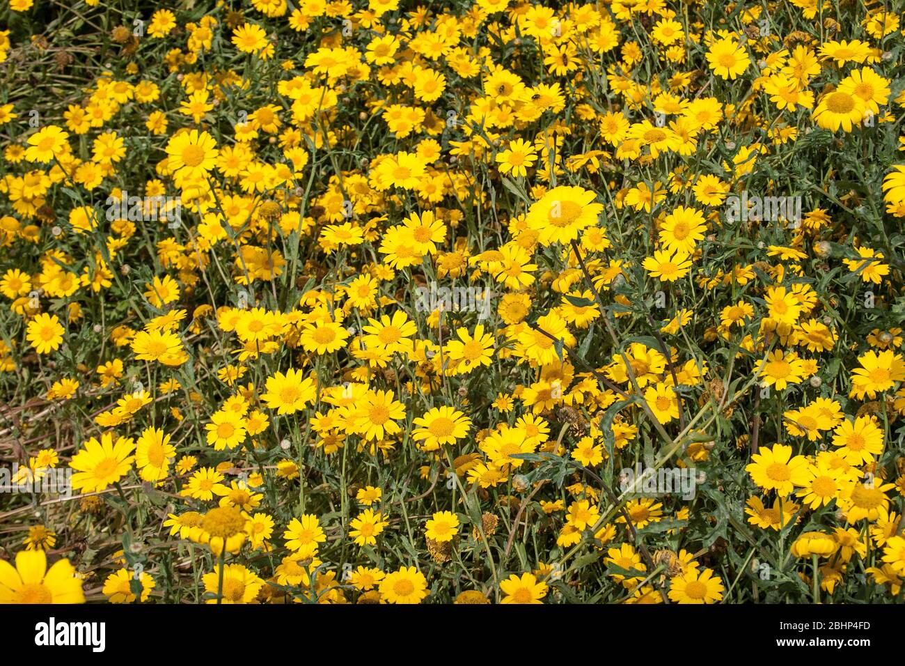 Radiant golden flowers hi-res stock photography and images - Alamy