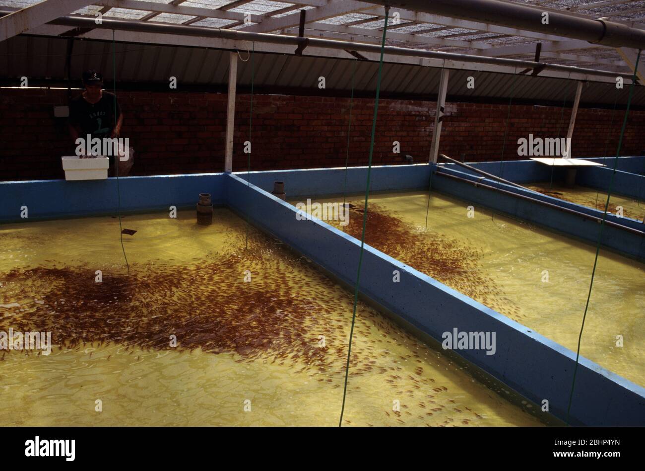 Singapore's aquarium fish farm: clown loach (Chromobotia macracanthus ...