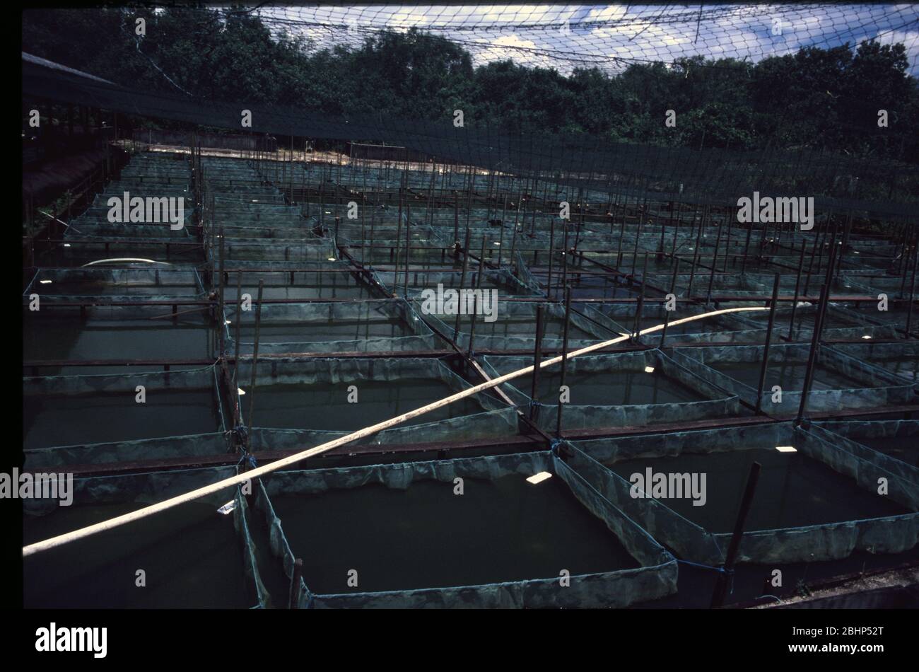 Singapore's aquarium fish farm Stock Photo - Alamy