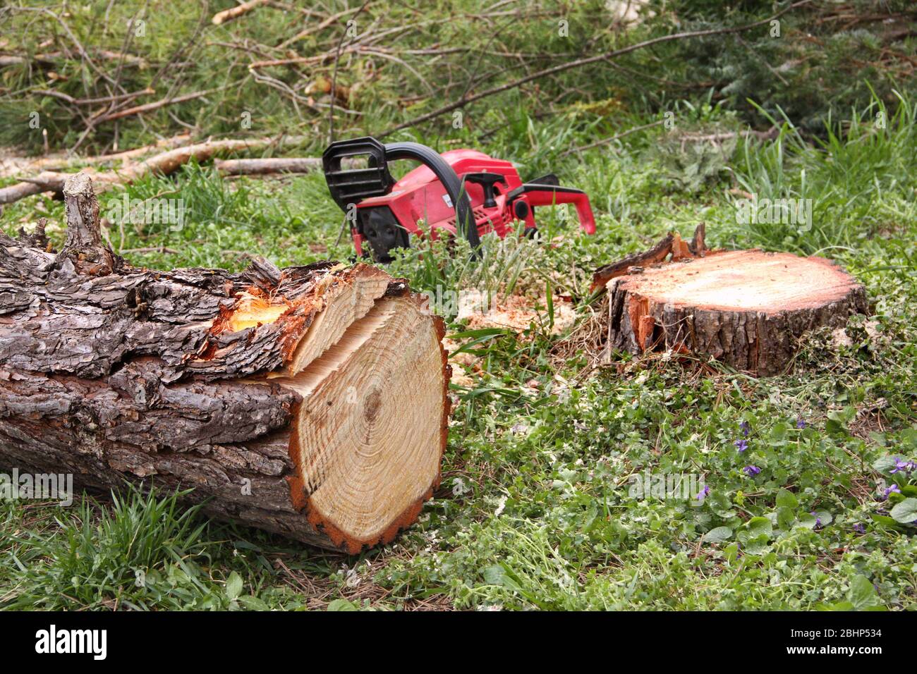 Freshly cut tree. Deforestation, wood-cutting. Chainsaw in the ...