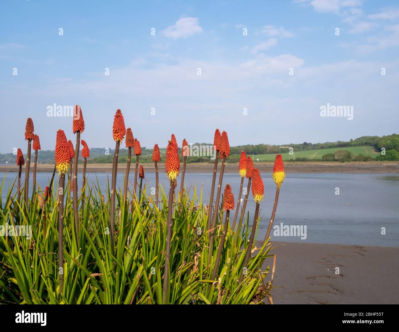 Kniphofia in flower by waterside aka tritoma, red hot poker, torch lily ...