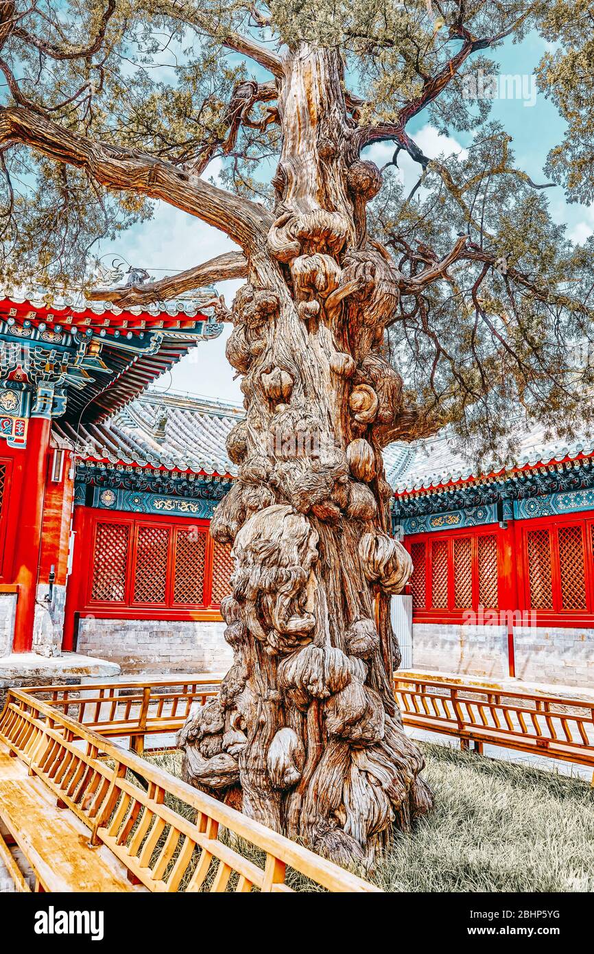 Confucius statue in the chinese garden hi-res stock photography and ...
