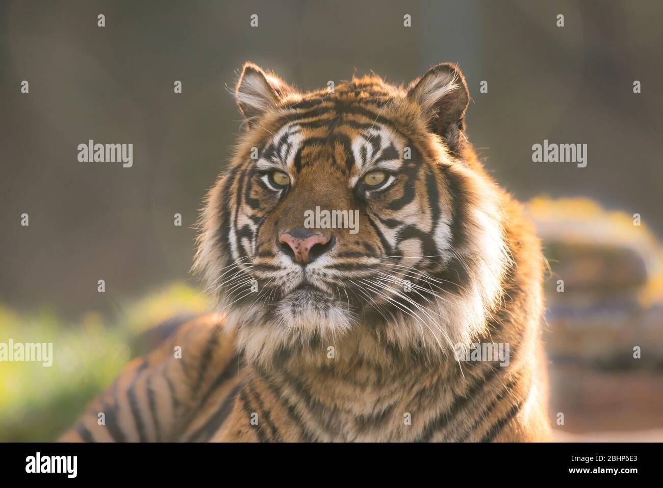 Sumatran Tiger Face High Resolution Stock Photography and Images - Alamy