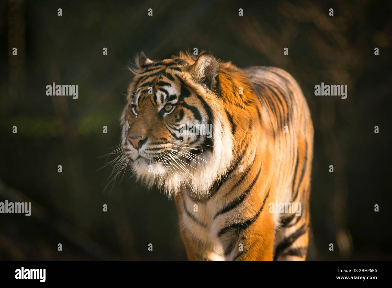 Sumatran tiger in natural park hi-res stock photography and images - Alamy
