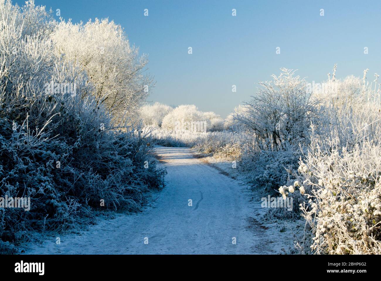 Leckwith woods hi-res stock photography and images - Alamy