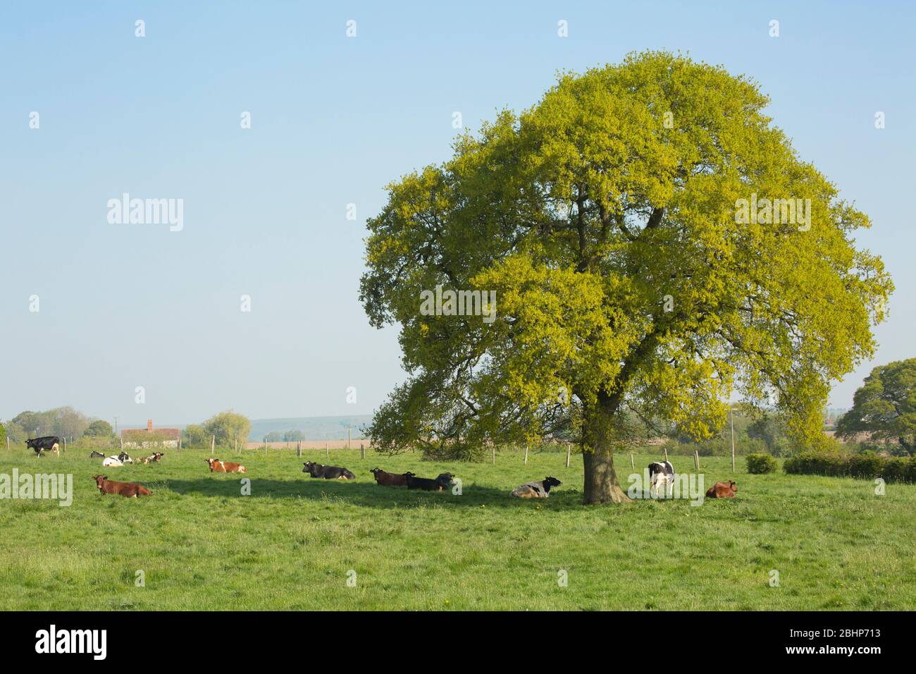 Cattle sheltering hi-res stock photography and images - Alamy