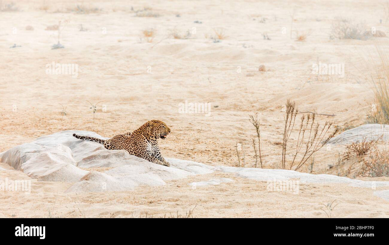 Leopard lying down on a rock in riverbank in Kruger National park ...