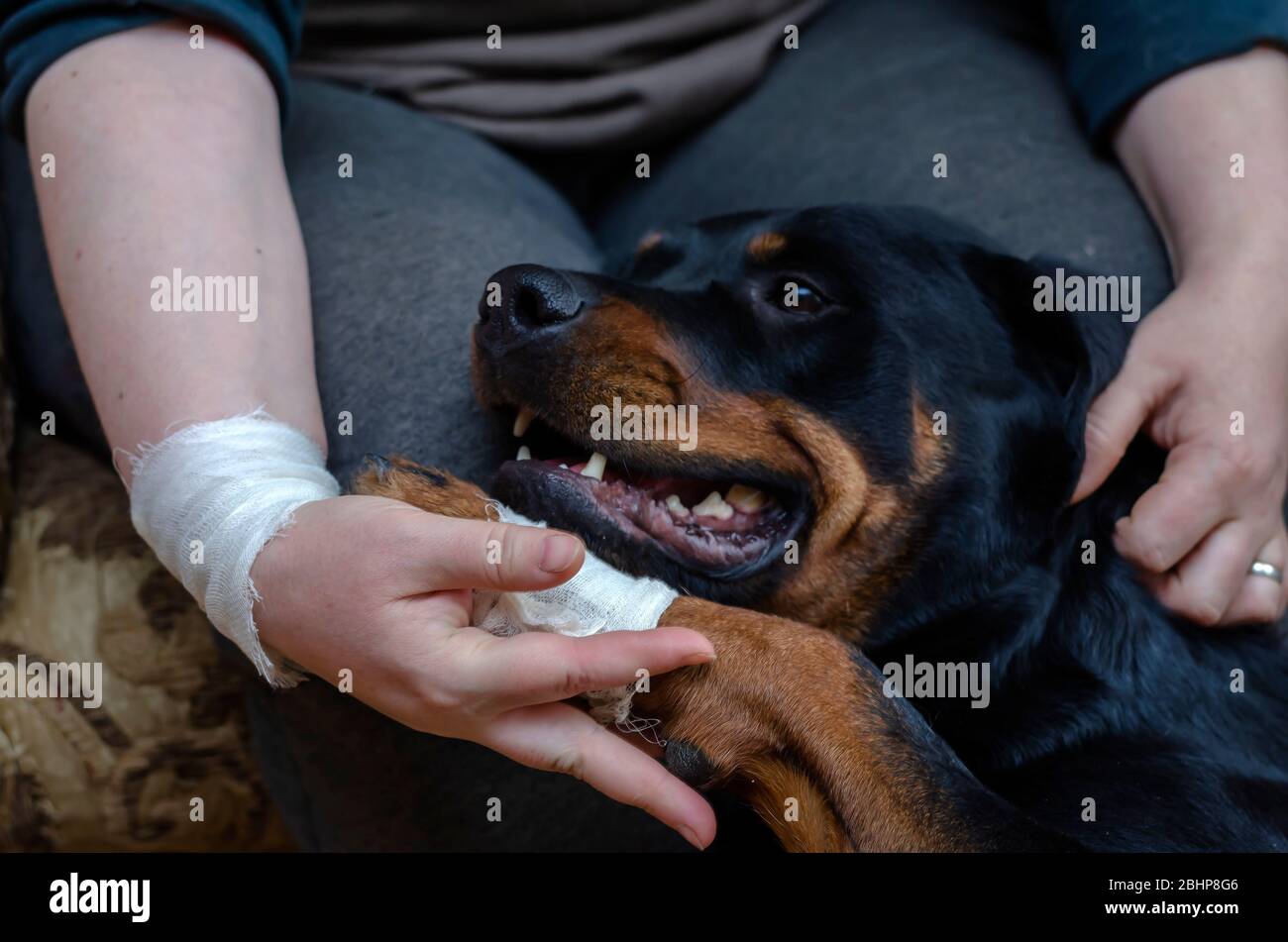 A sick dog sits at the owner s feet. Rottweiler with bandaged paw. Dog ...
