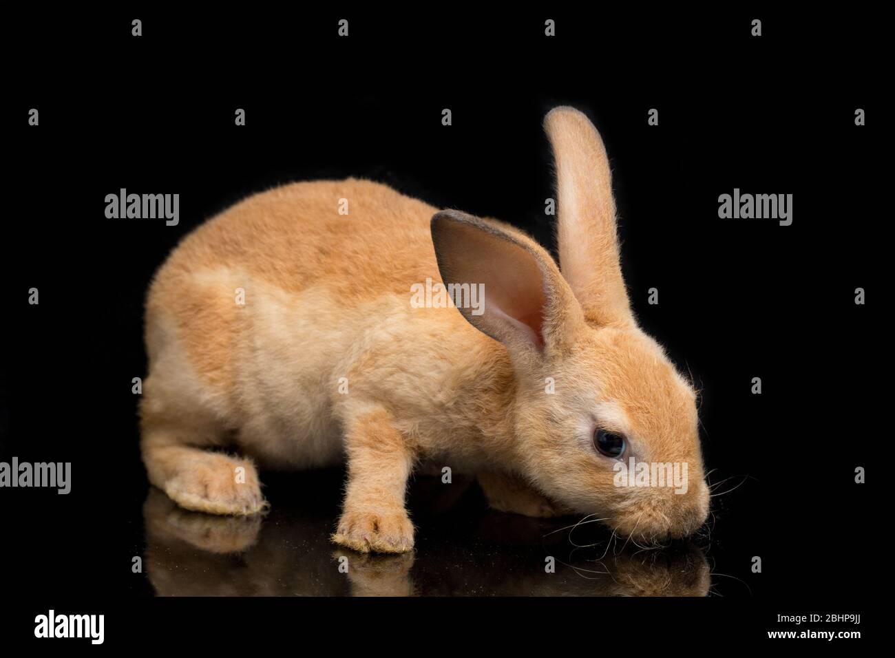 Cute red orange brown rex rabbit isolated on black background Stock ...