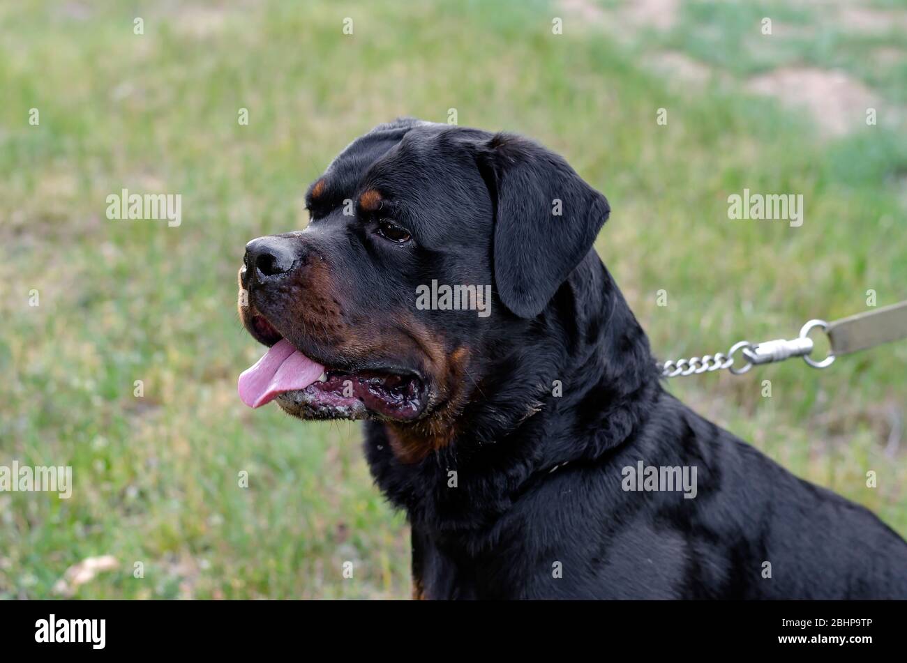 Rottweiler profile hi-res stock photography and images - Alamy