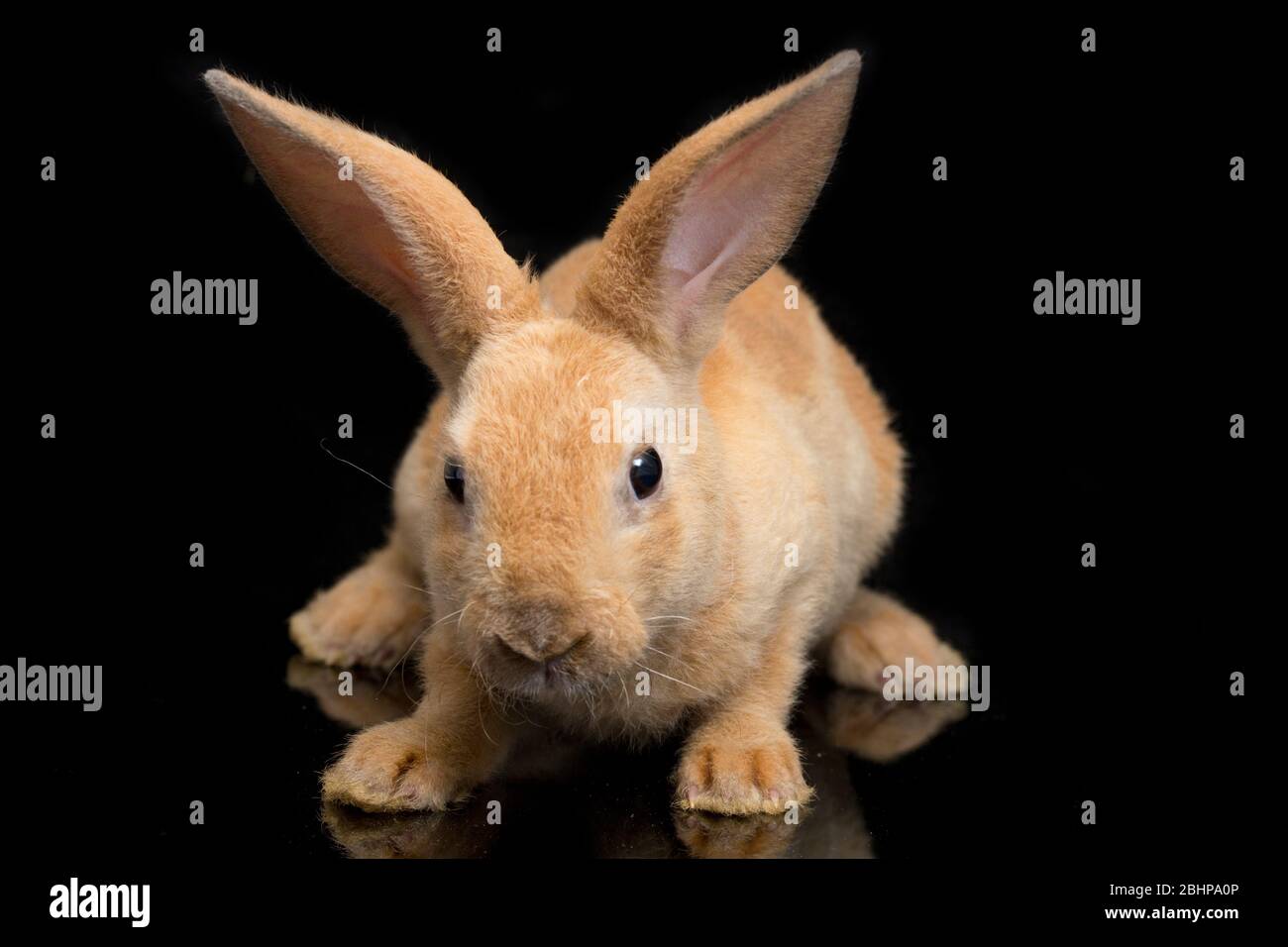 Cute red orange brown rex rabbit isolated on black background Stock ...