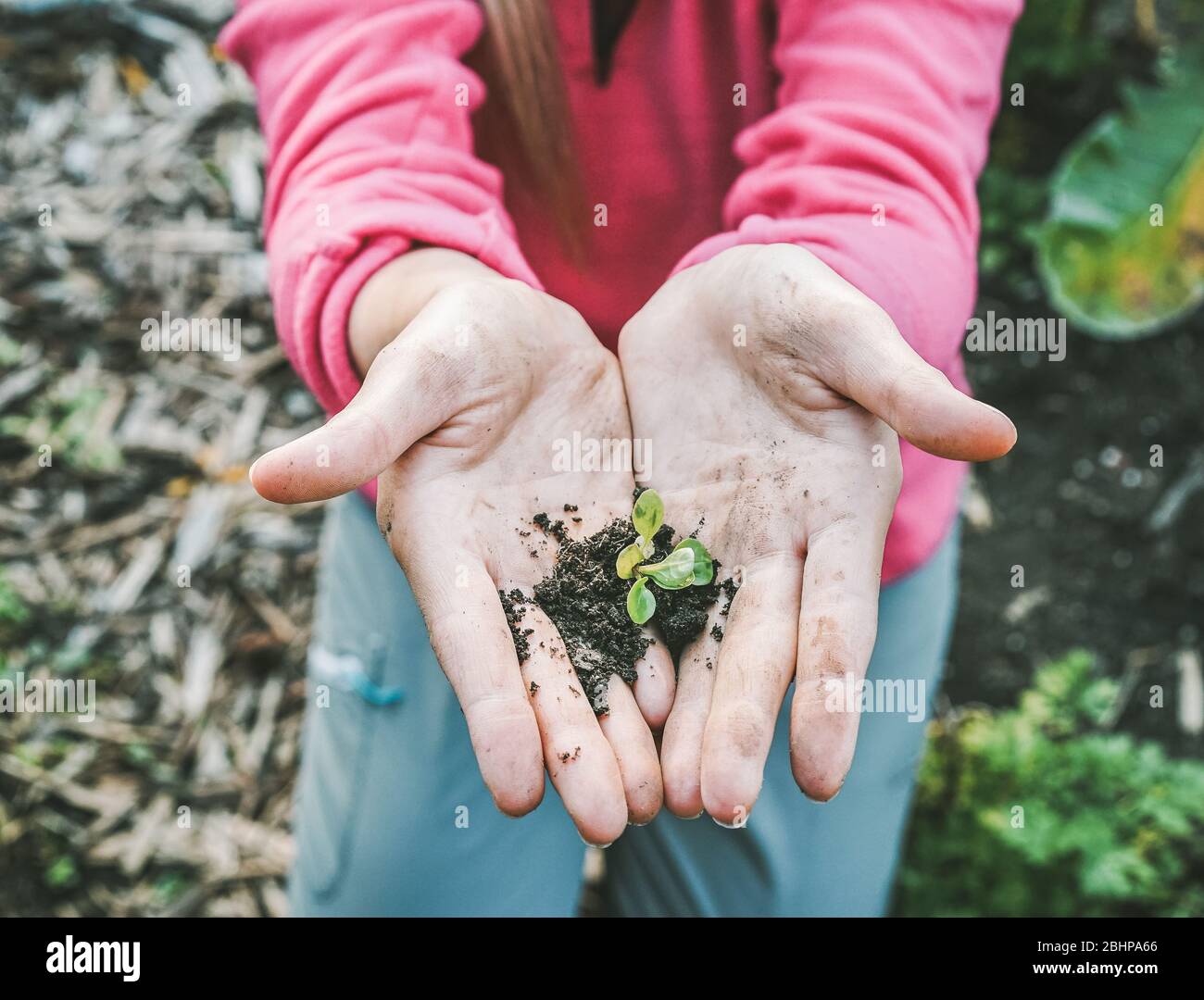Woman hands planting a seed in backyard home garden - Girl gardening ...