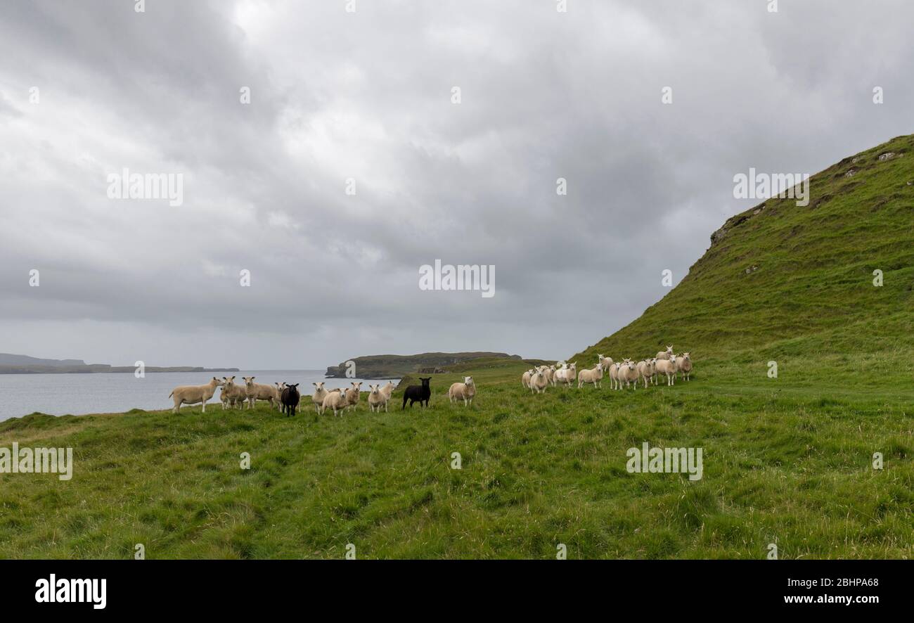 stand off with sheep on the Isle of Skye, Scotland Stock Photo - Alamy