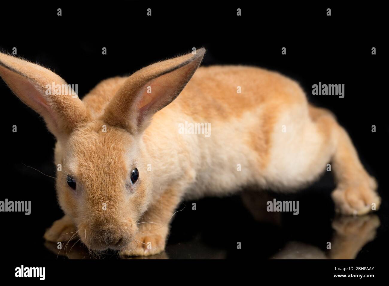 Cute red orange brown rex rabbit isolated on black background Stock ...
