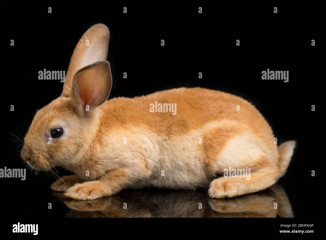 Cute red orange brown rex rabbit isolated on black background Stock ...
