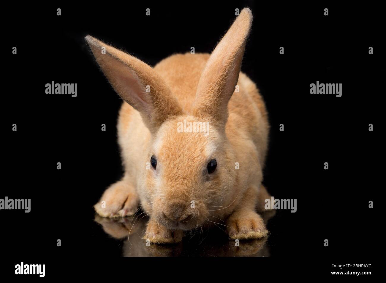 Cute red orange brown rex rabbit isolated on black background Stock ...