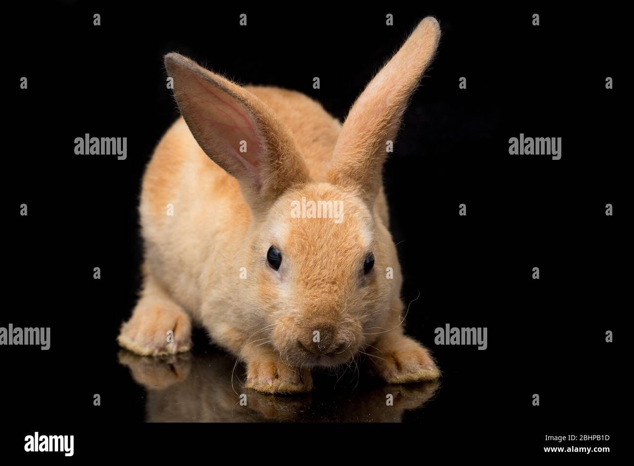 Cute red orange brown rex rabbit isolated on black background Stock ...