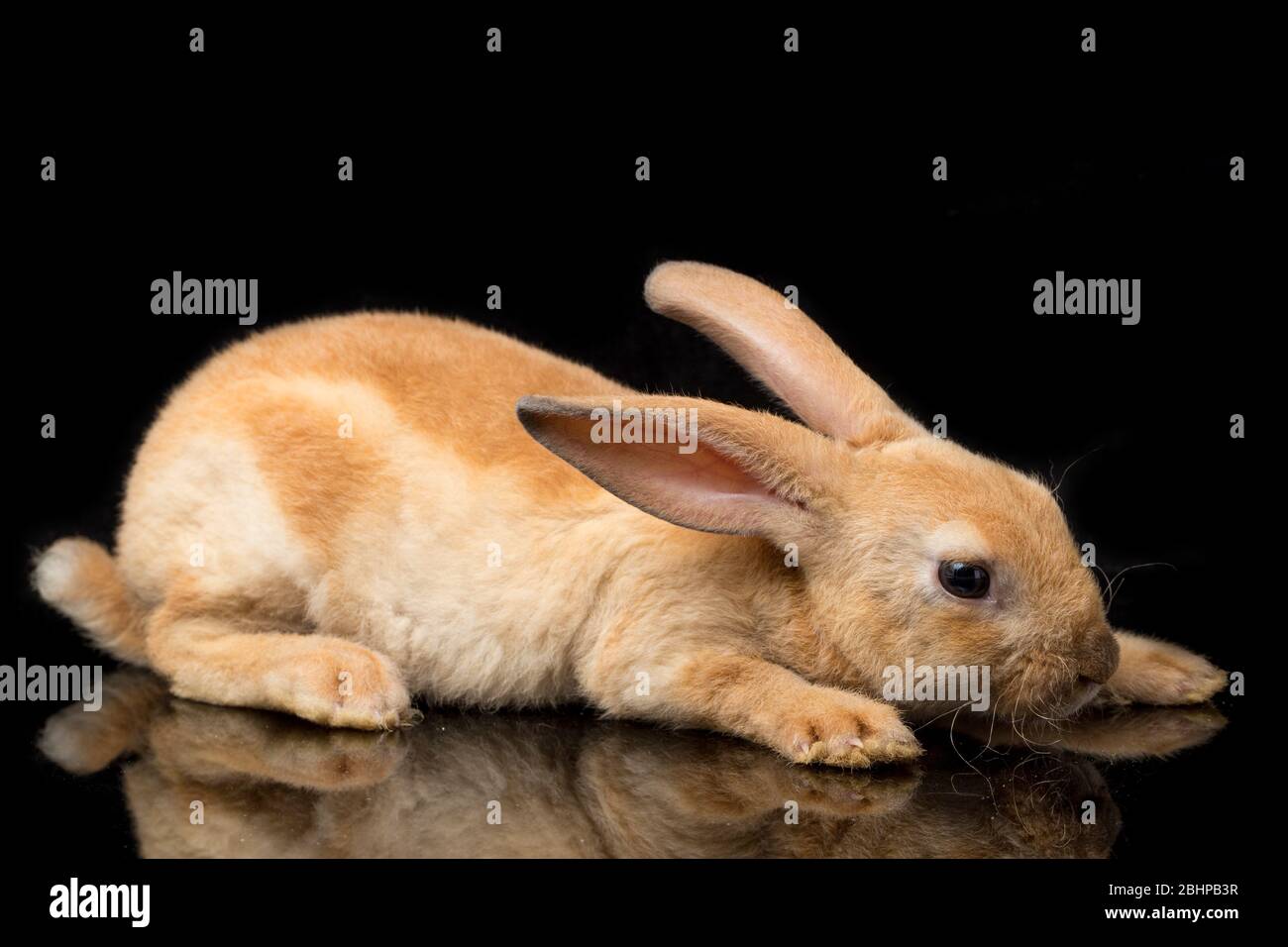 Cute red orange brown rex rabbit isolated on black background Stock ...