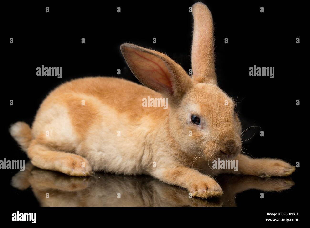 Cute red orange brown rex rabbit isolated on black background Stock ...