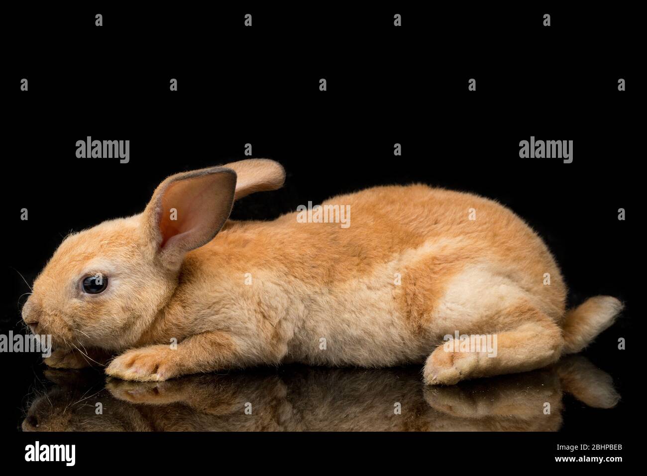 Cute red orange brown rex rabbit isolated on black background Stock ...