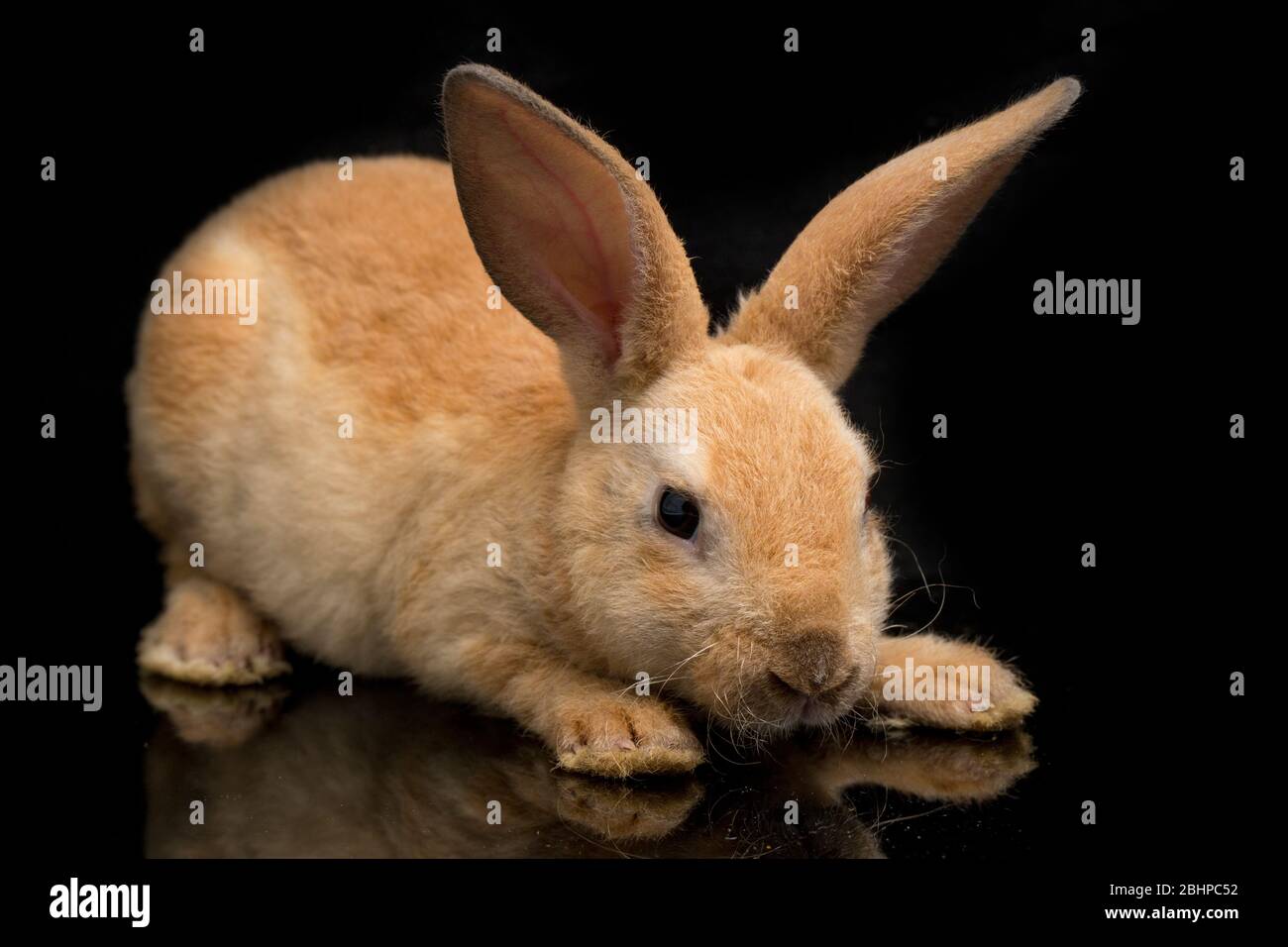 Cute red orange brown rex rabbit isolated on black background Stock ...