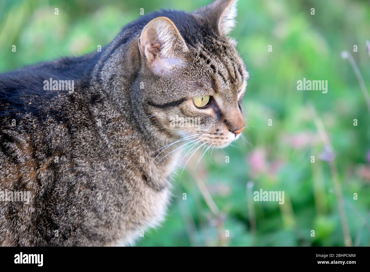Cat Lookin High Resolution Stock Photography and Images - Alamy