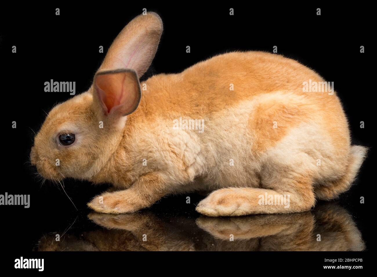 Cute red orange brown rex rabbit isolated on black background Stock ...