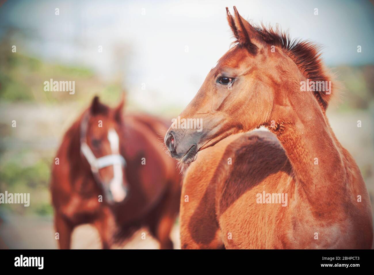 Portrait of a cute chestnut colt with a fluffy mane, behind which ...