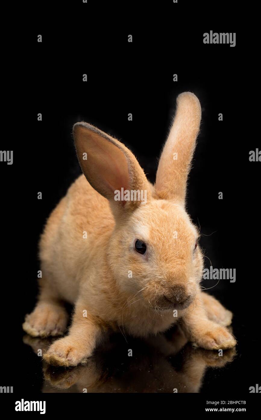 Cute red orange brown rex rabbit isolated on black background Stock ...