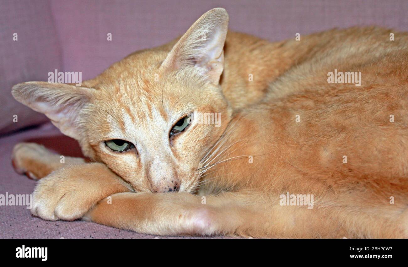 Oriental/Siamese red spotted tabby cat Stock Photo - Alamy