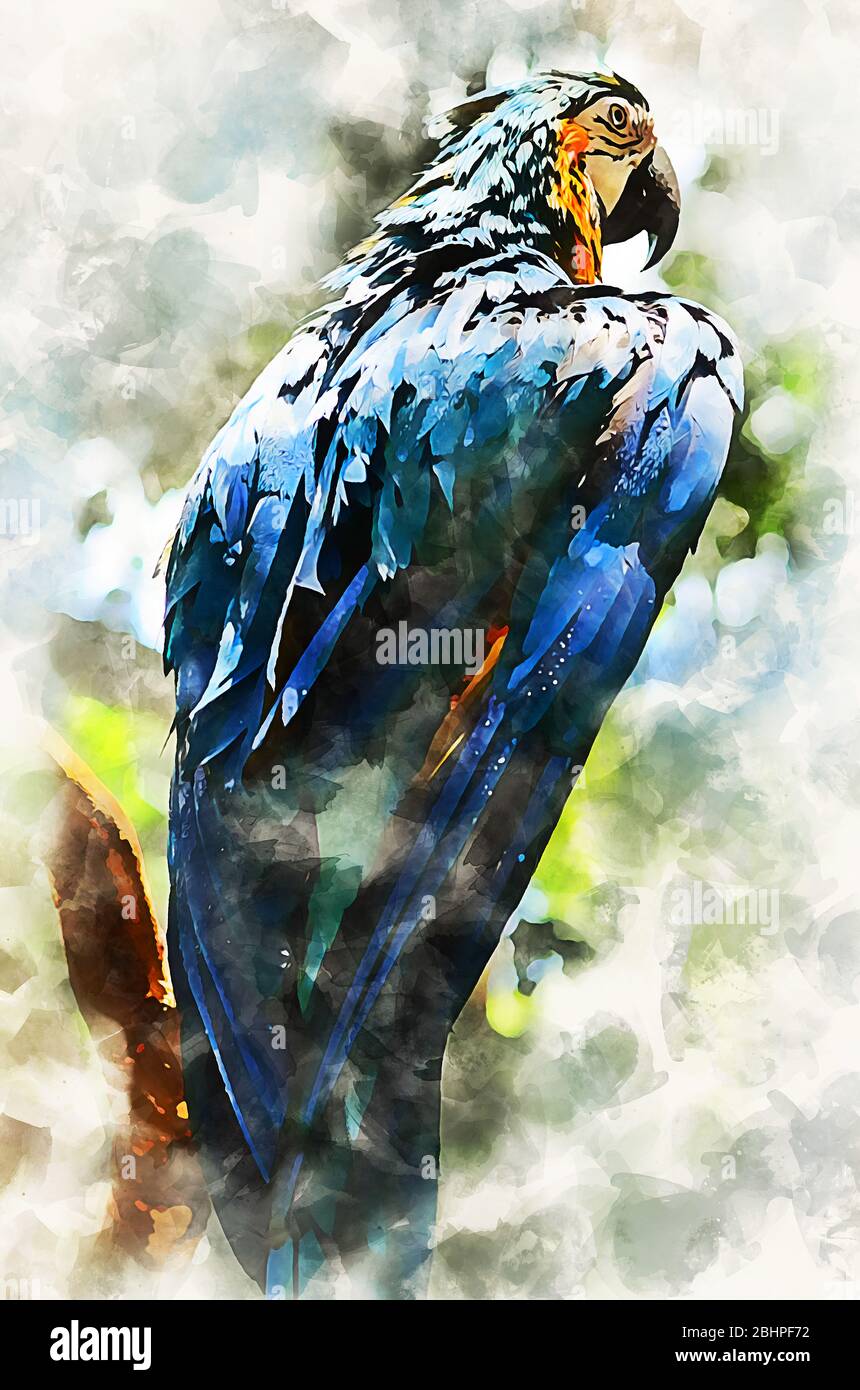 Most common parrot hi-res stock photography and images - Alamy