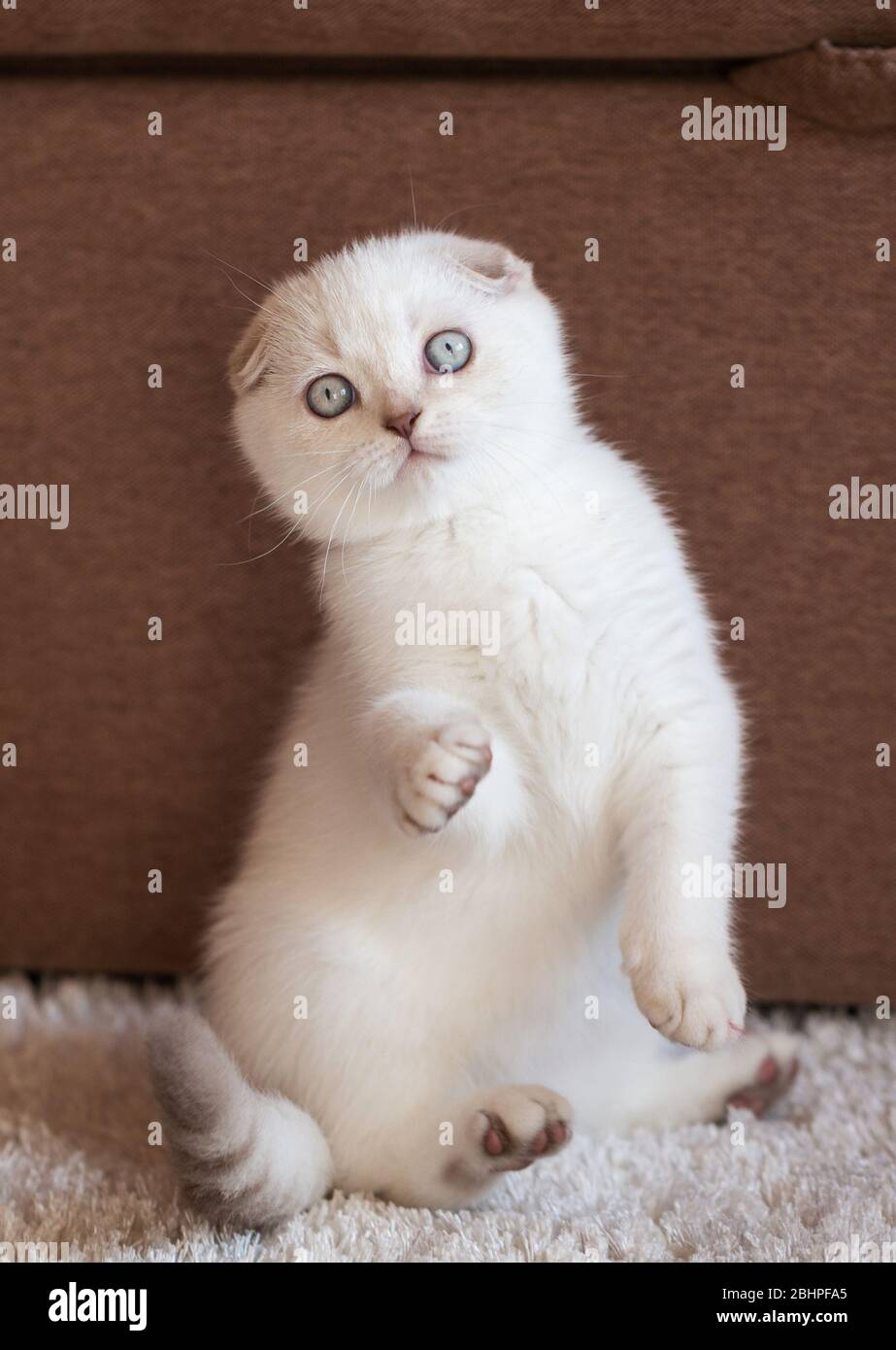 Cat raised paws hi-res stock photography and images - Alamy