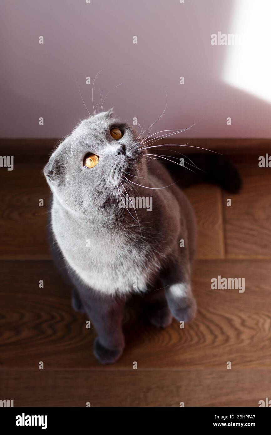 Dark gray cat hi-res stock photography and images - Alamy