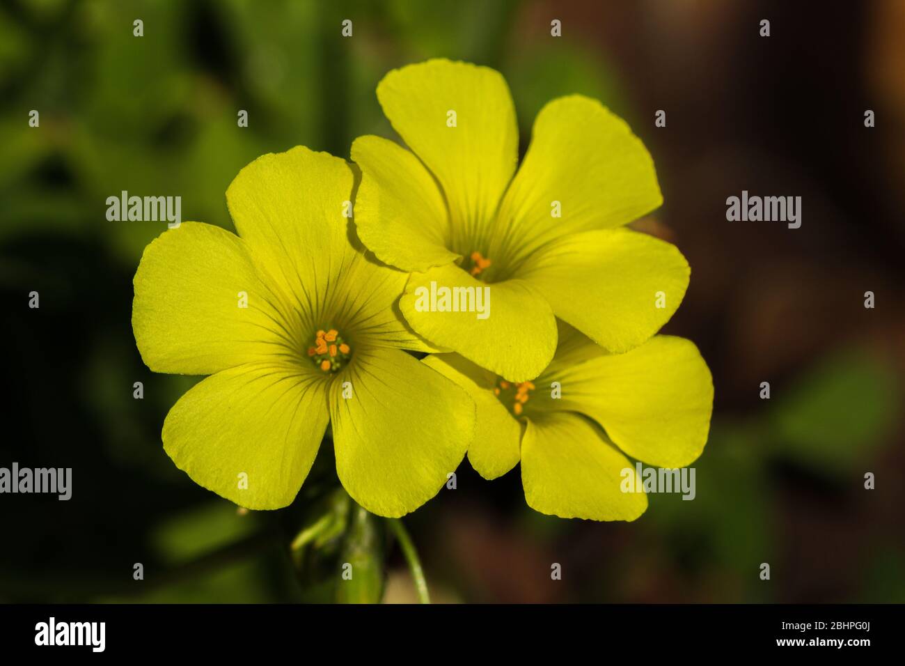 Oxalis pes caprae, Yellow Bermuda buttercup Flower Stock Photo - Alamy