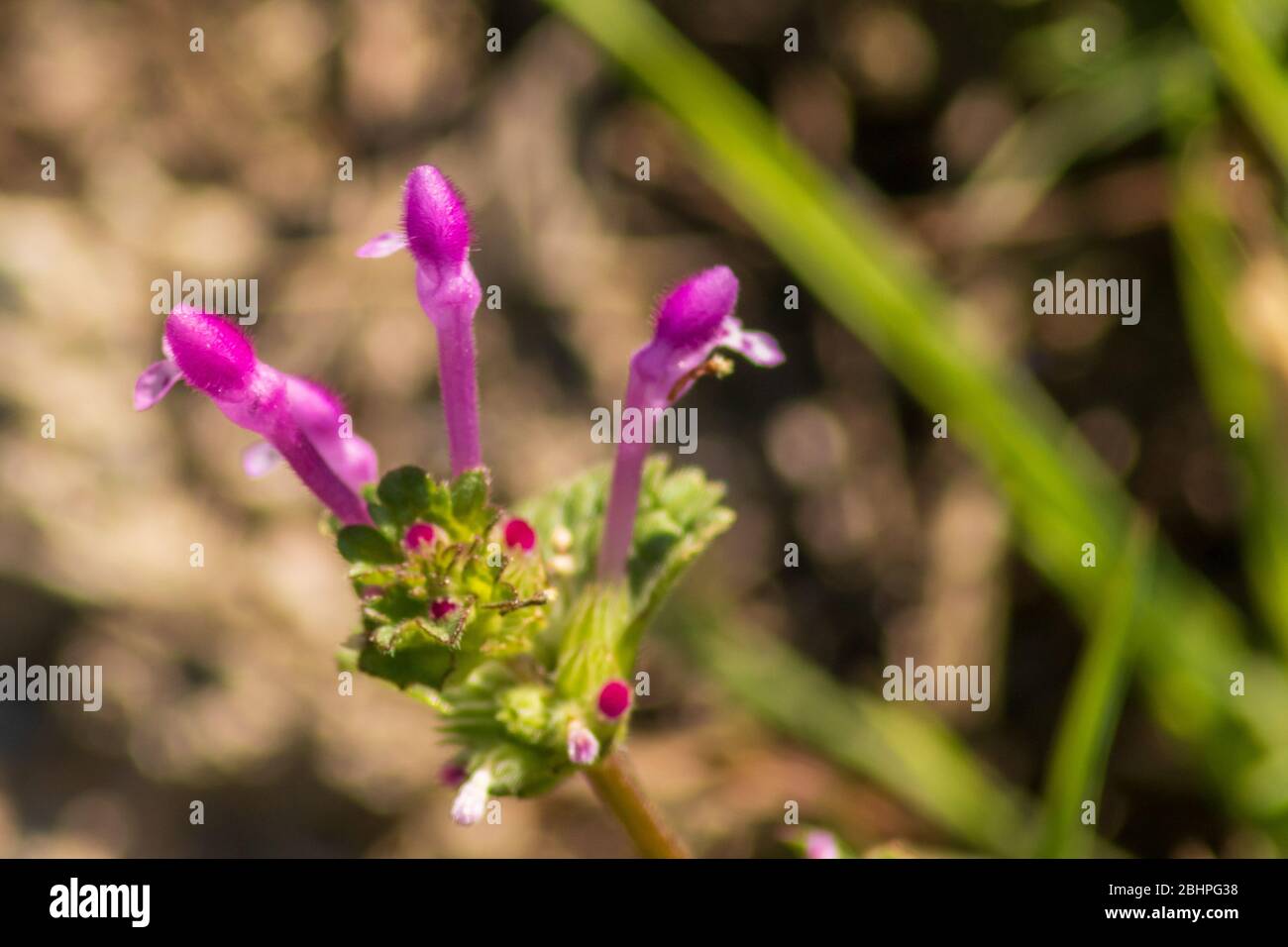 Lamium amplexicaule, Henbit Deadnettle Flower Stock Photo - Alamy