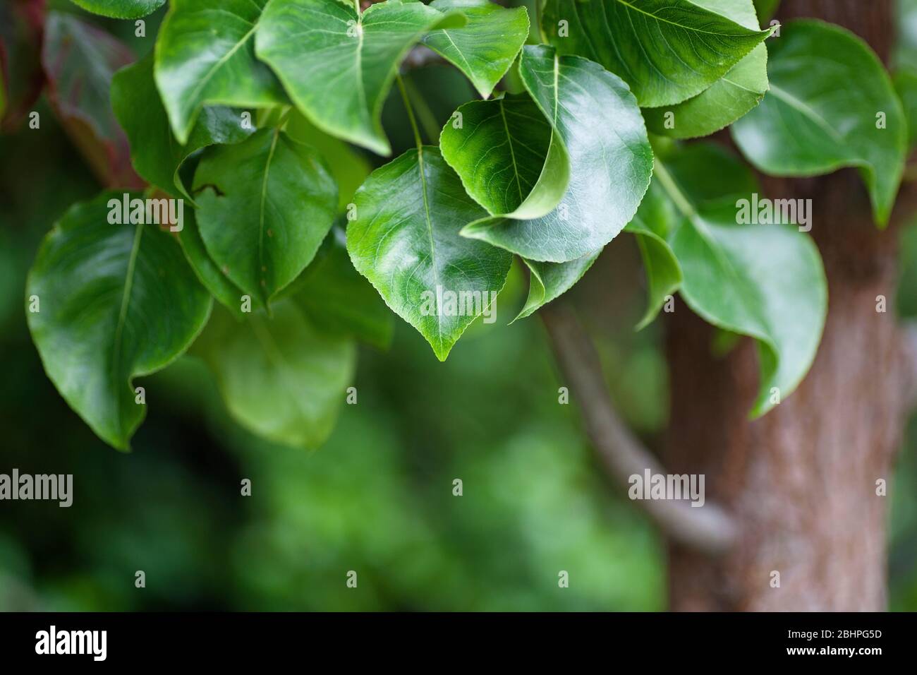 Pyrus calleryana tree hi-res stock photography and images - Alamy