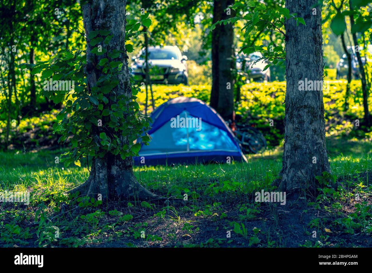 Blue tent in a camping forest Stock Photo - Alamy