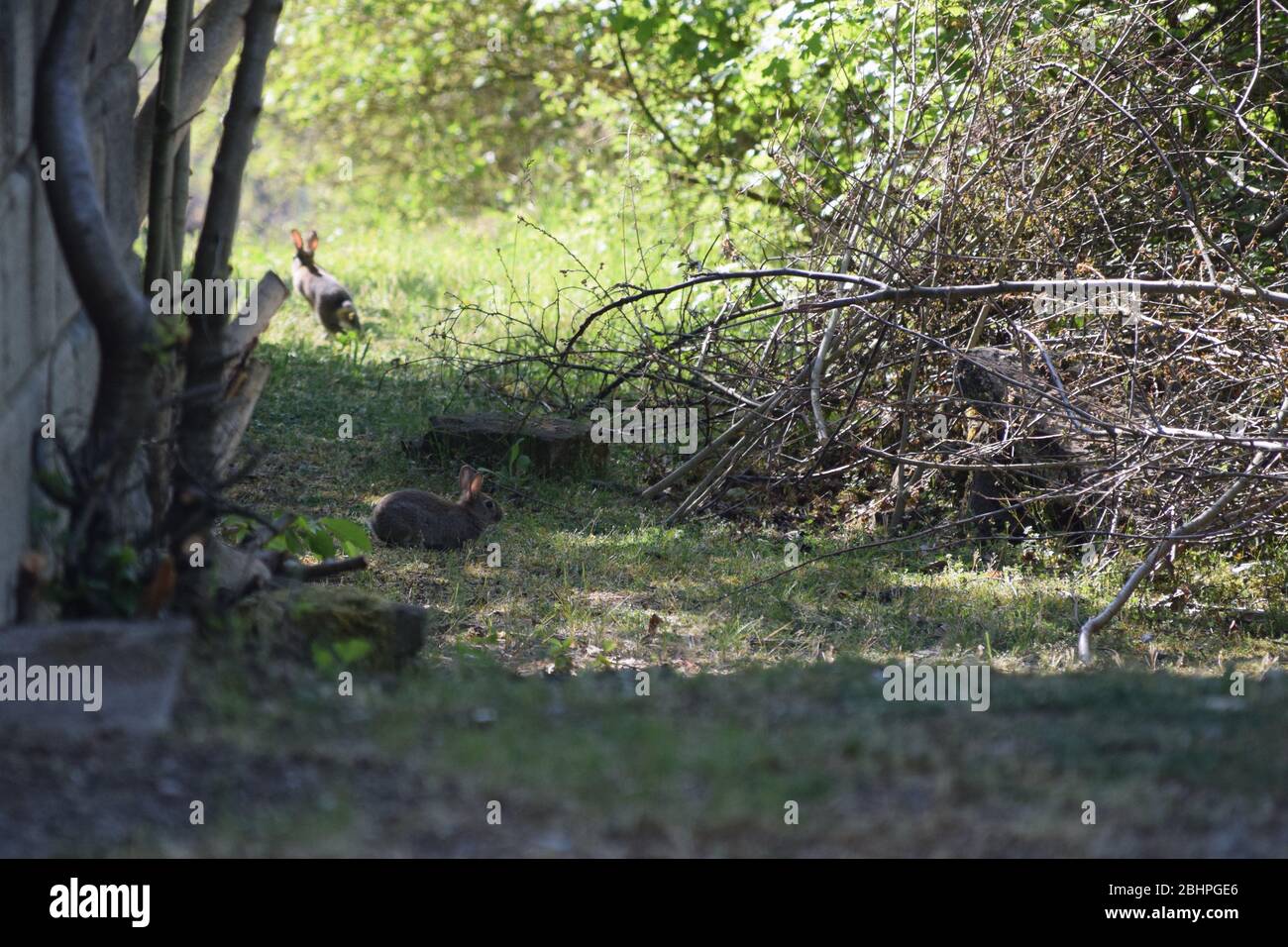 Wild rabbit crouched and running away Stock Photo - Alamy