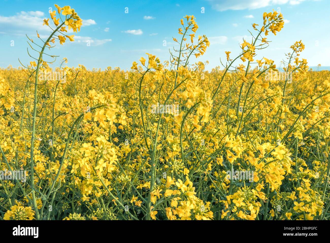 Beautiful blooming rapeseed field against blue sky in springtime ...