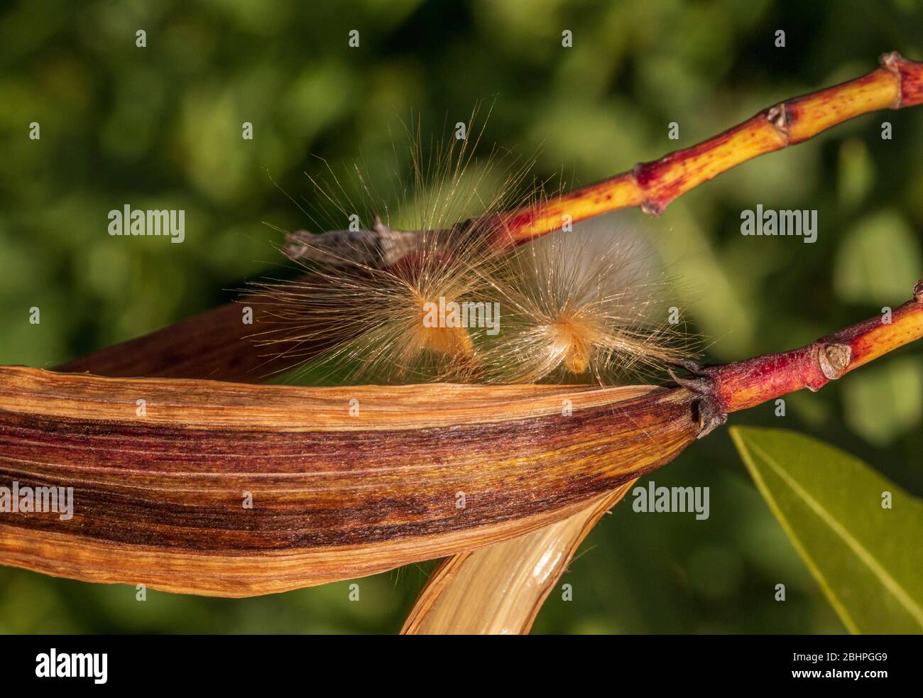 Oleander seed hi-res stock photography and images - Alamy