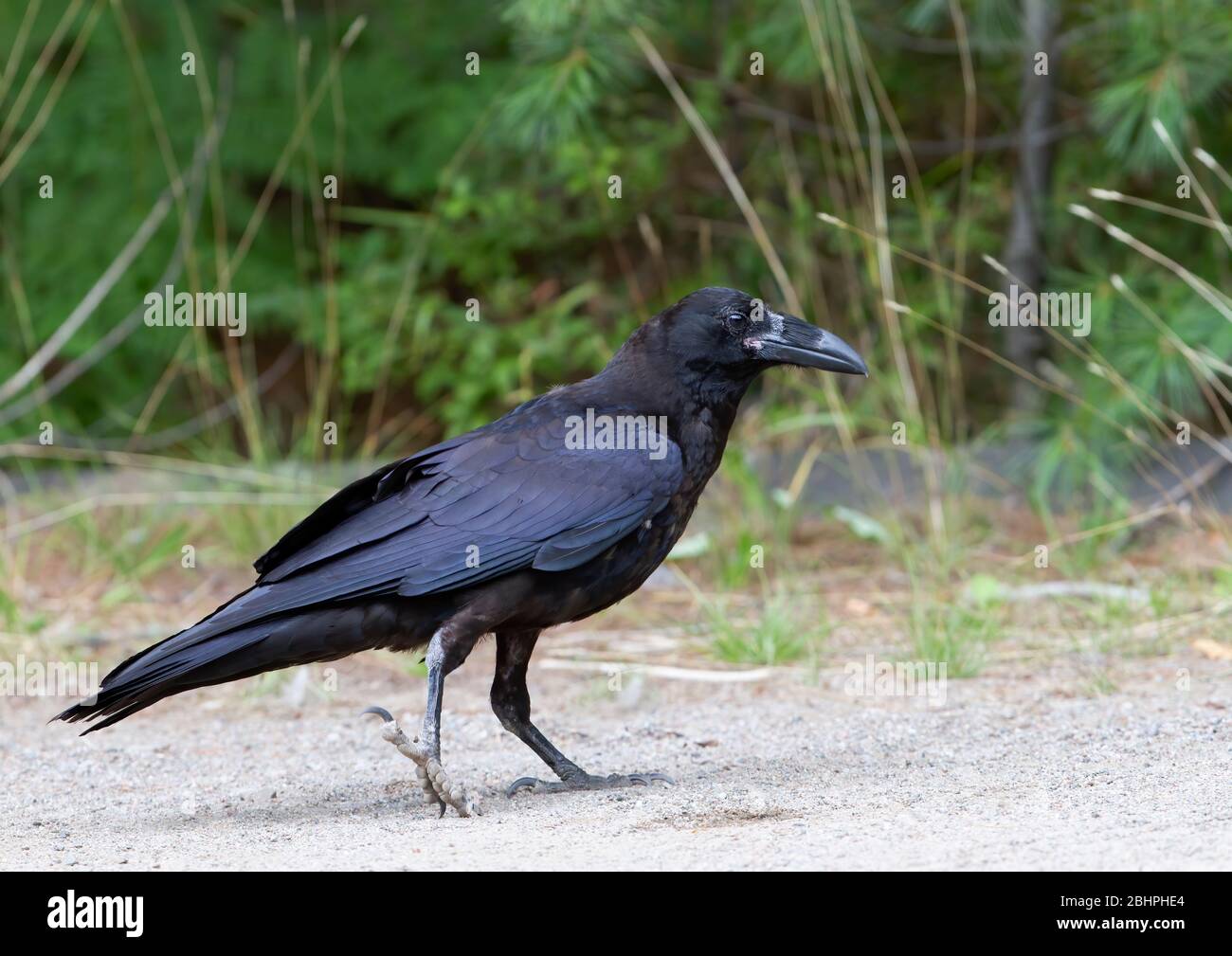 Common raven (Corvus corax) in Algonquin Park, Canada Stock Photo - Alamy