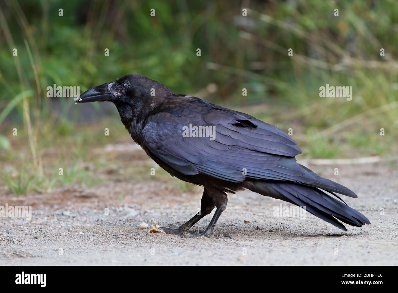 Common raven (Corvus corax) in Algonquin Park, Canada Stock Photo - Alamy